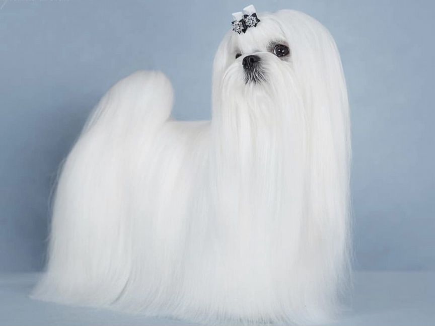 Мальтезе мальтийская болонка