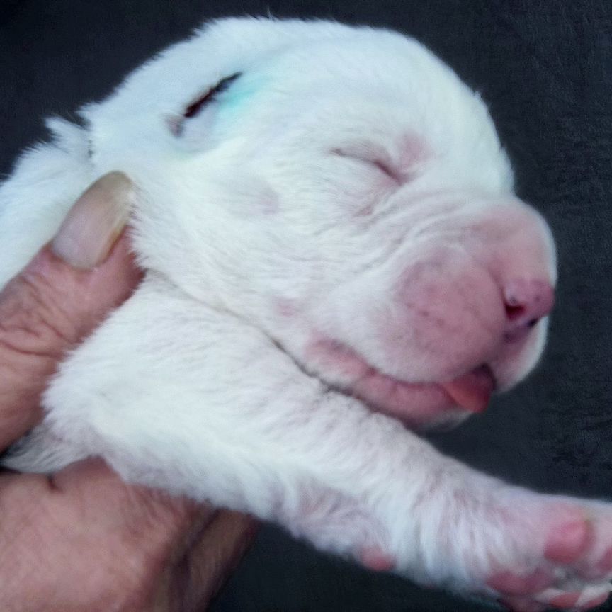 Щенки Среднеазиатской овчарки (Алабай)