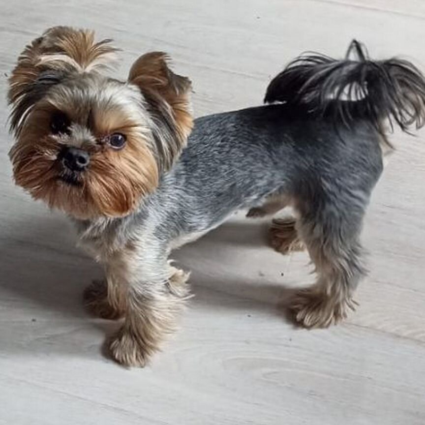 Йоркширский терьер, взрослый пёс