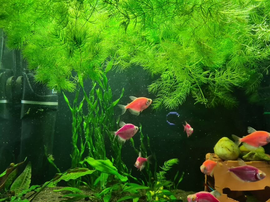 Аквариумное растение роголистник