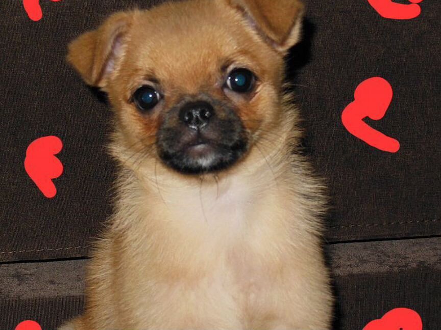 Очаровашки пикачихи