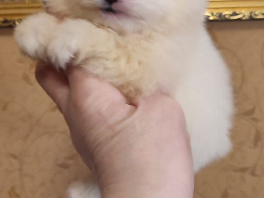 Щенки шпица белого окраса мини мишки