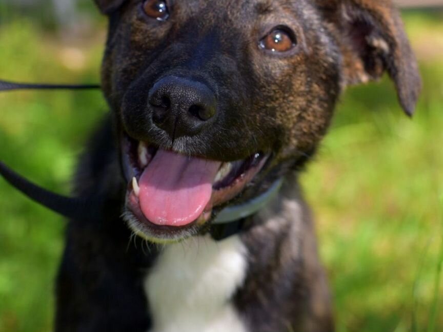 Собака в добрые руки отдам бесплатно