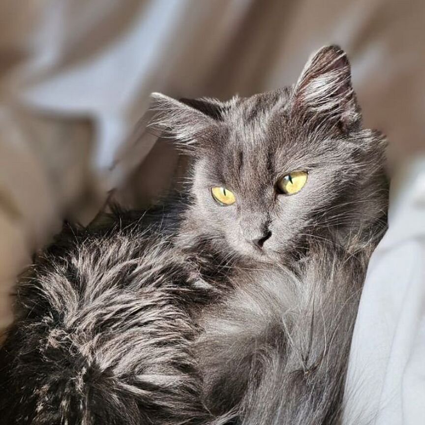 Кошечка