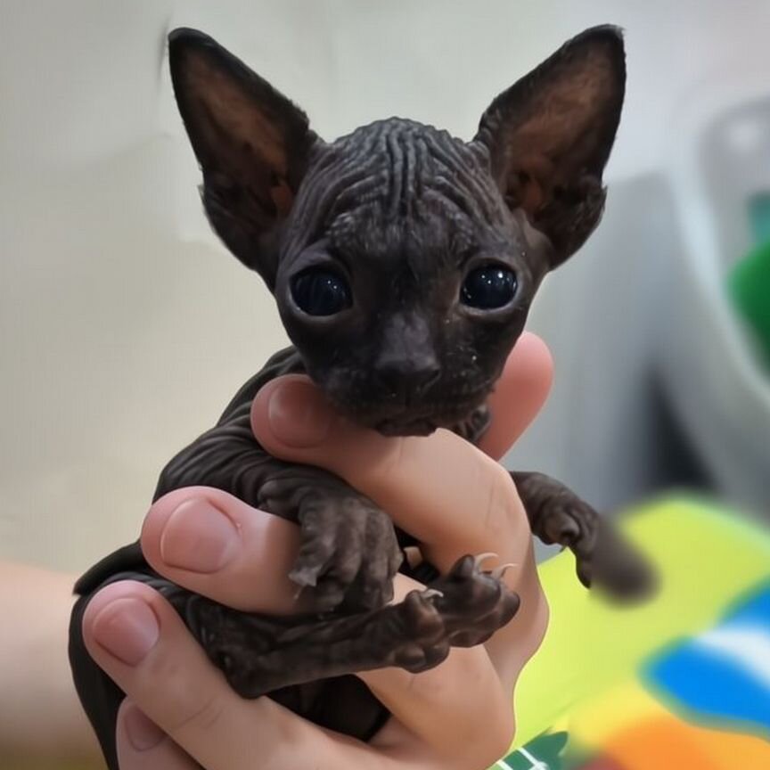 Канадский сфинкс котёнок