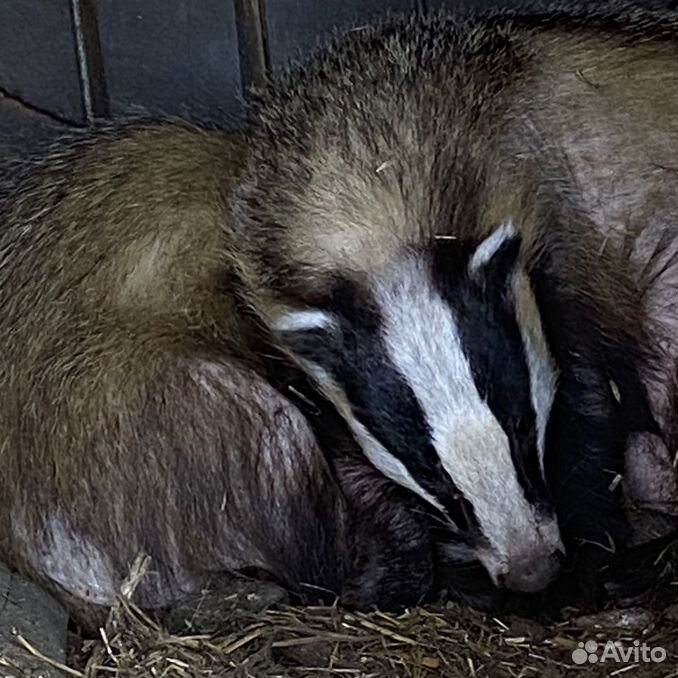 Продаю барсук