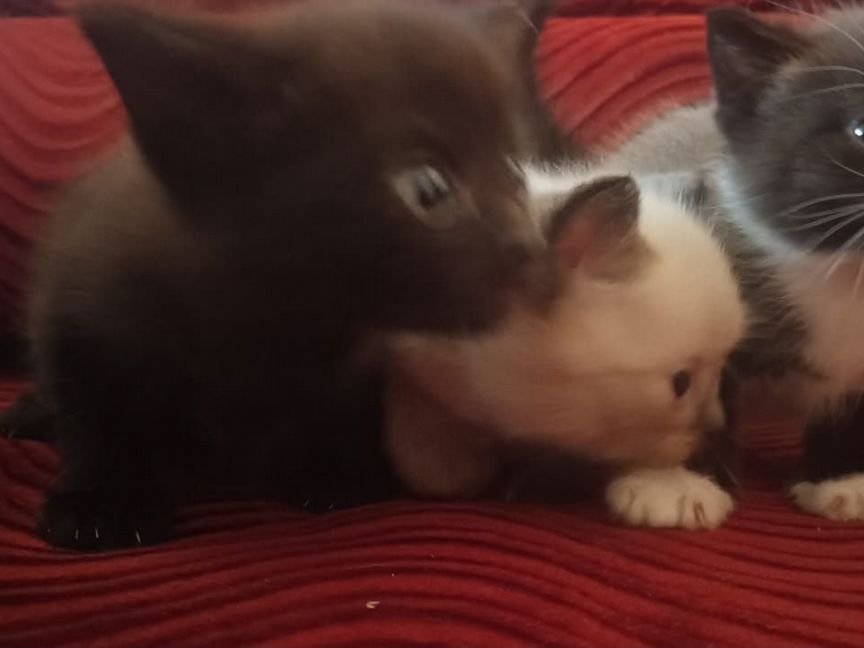 Котенок в дар бесплатно