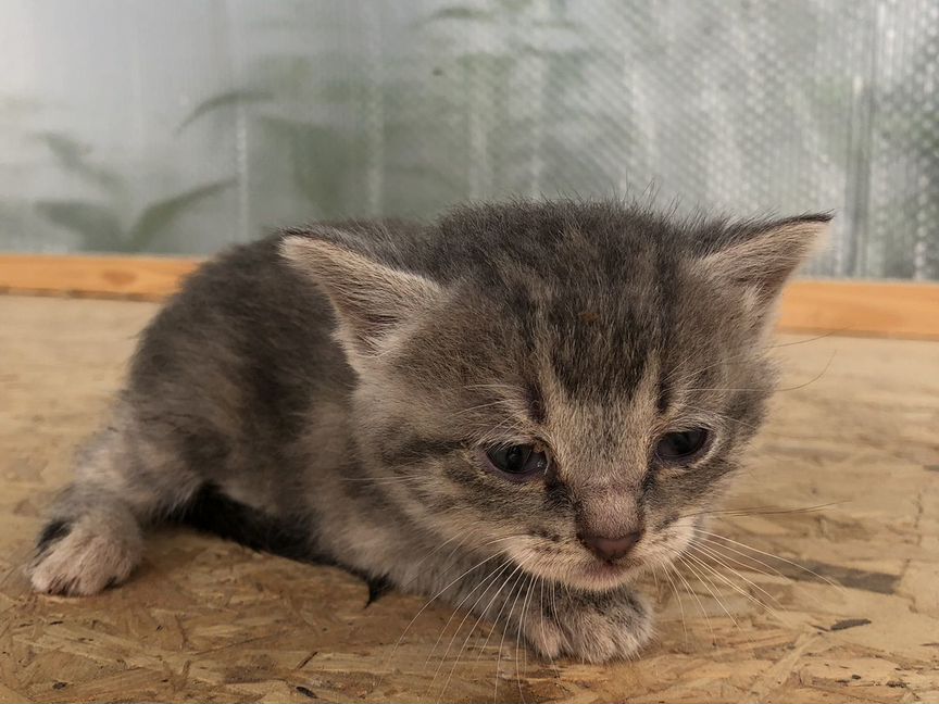 Котята в добрые руки даром