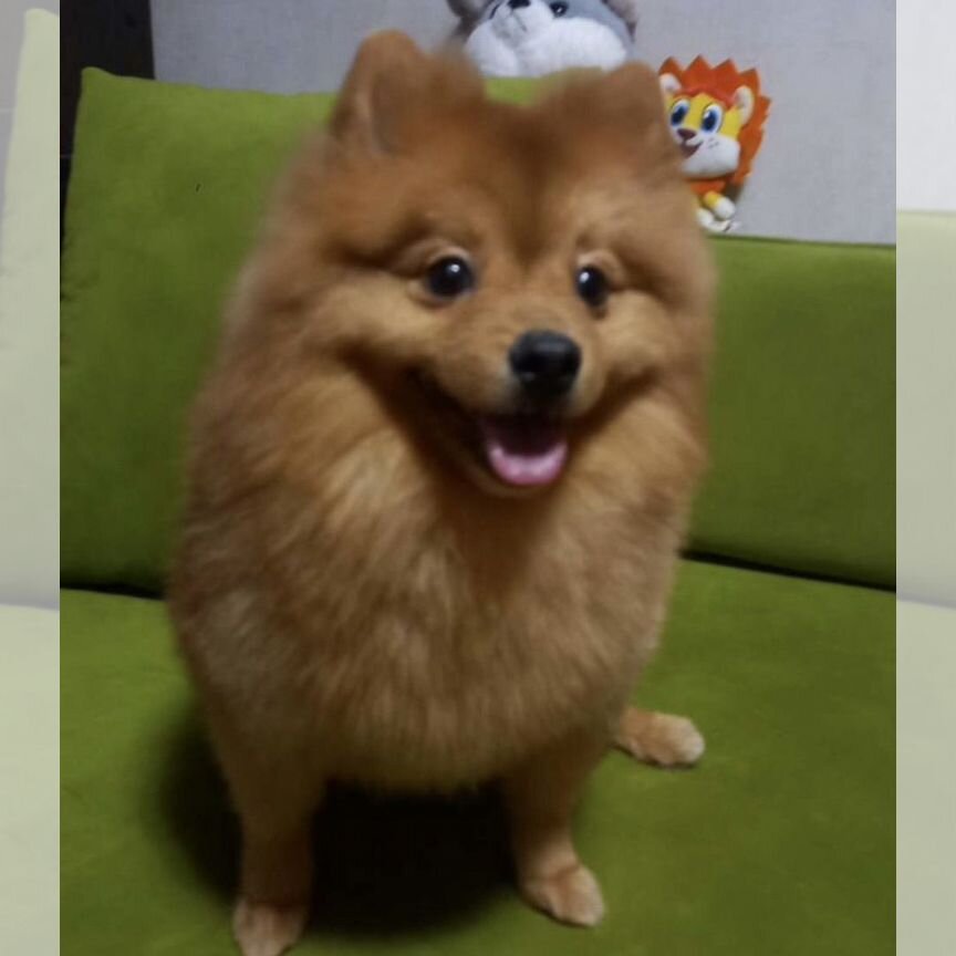 Немецкий шпиц, взрослый пёс