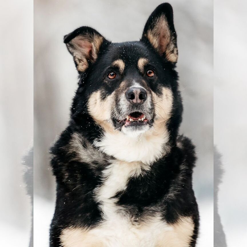 Взрослый пёс в добрые руки