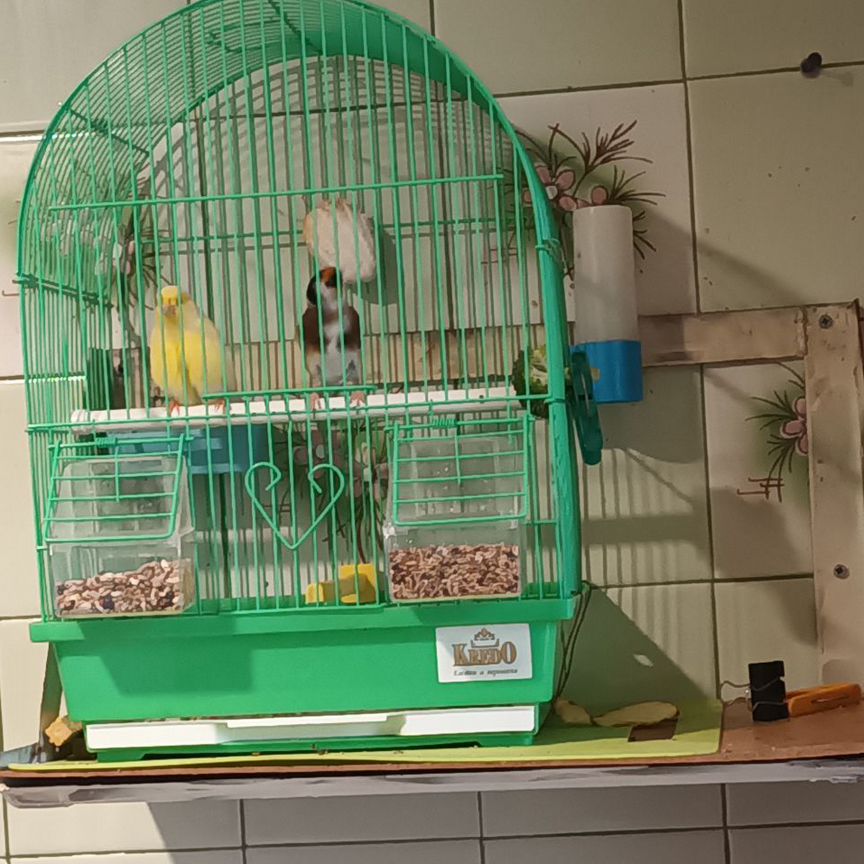 Пар канарека и шегол в месте клетка