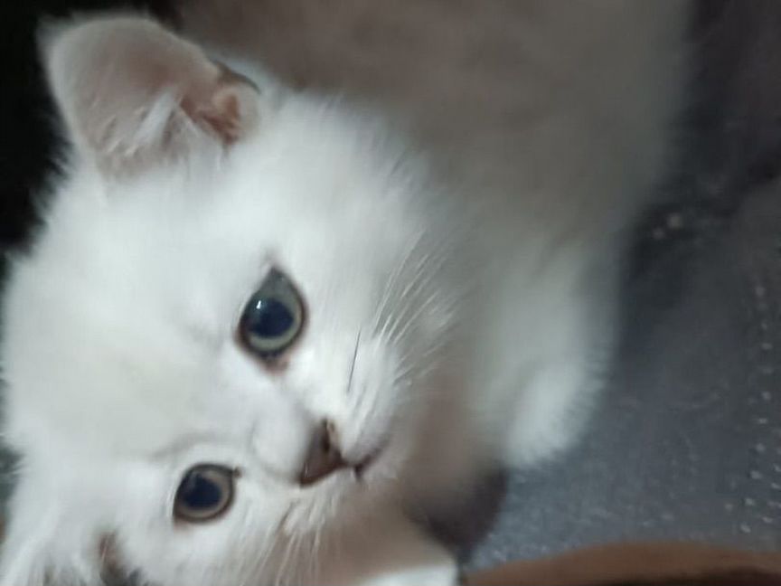 Шотландские котята серебристая шиншилла