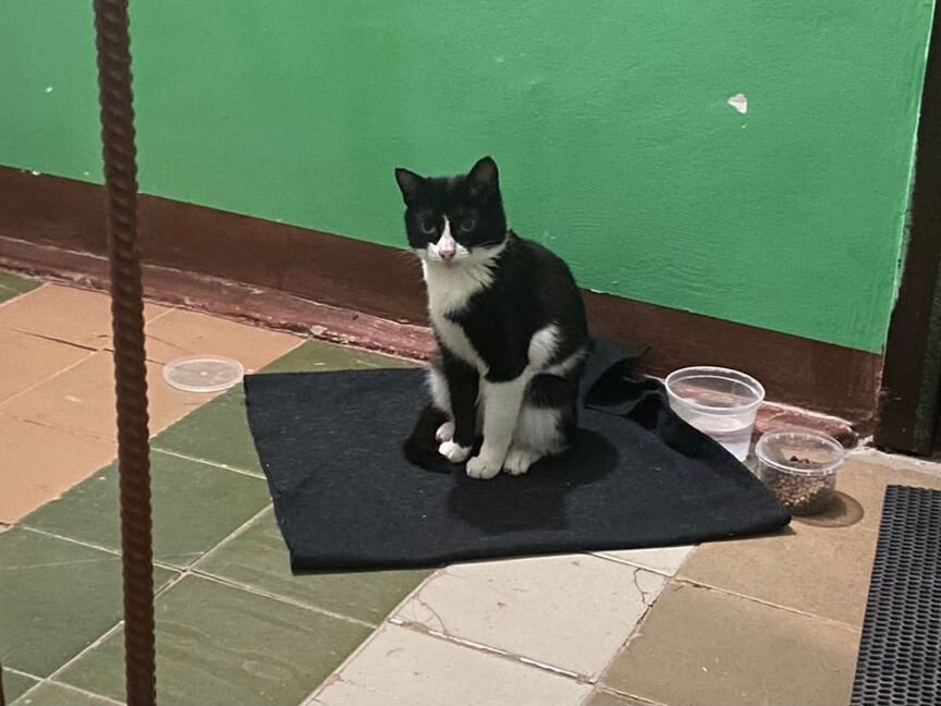 Котёнок