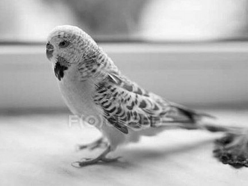 Серый попугай выкормыш