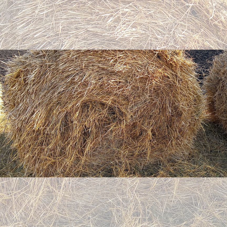 Солома ячменная