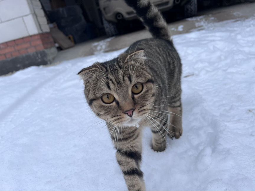 Шотландская вислоухая кошка бесплатно