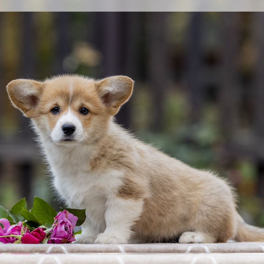 Фортовая малышка Вельш Корги Пемброк