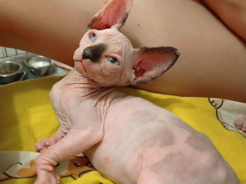 Канадский сфинкс котенок