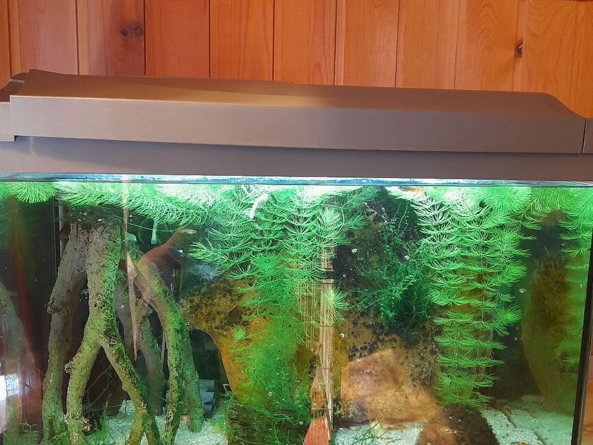 Аквариум Tetra 60l