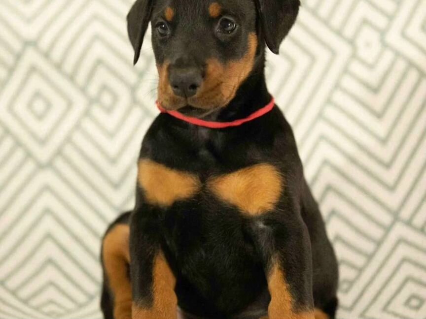 Щенки добермана