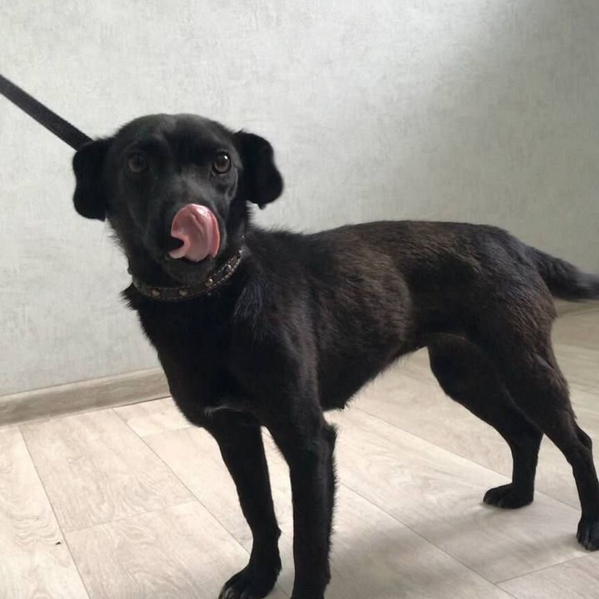 Маленькая комнатная собачка в добрые руки