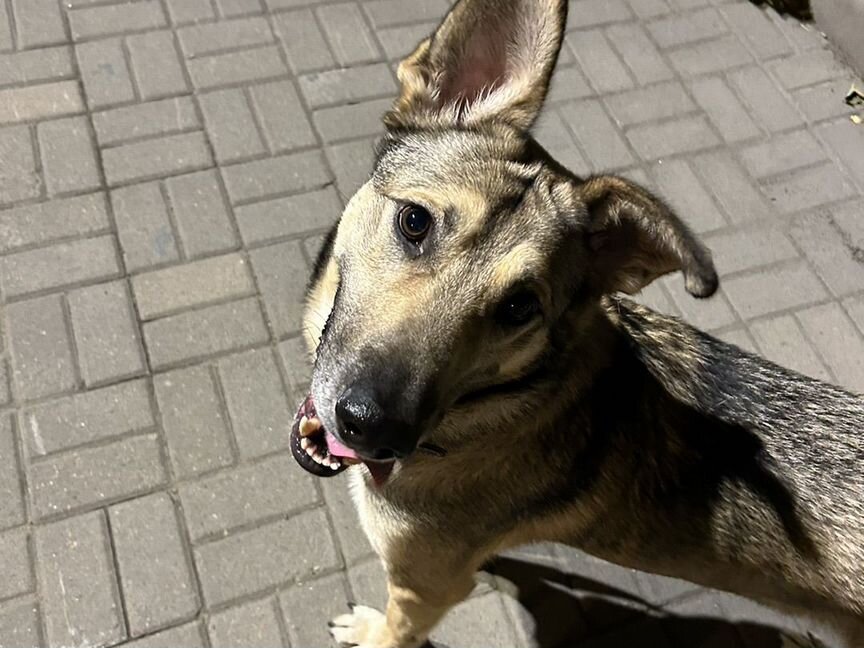 Орион ищет дом