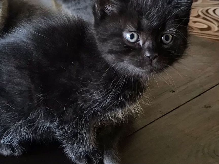 Замечательные котята