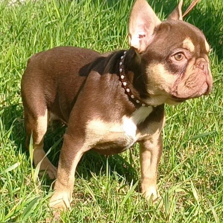 Французский бульдог, щенок