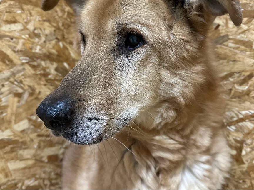 Собака в добрые руки отдам бесплатно