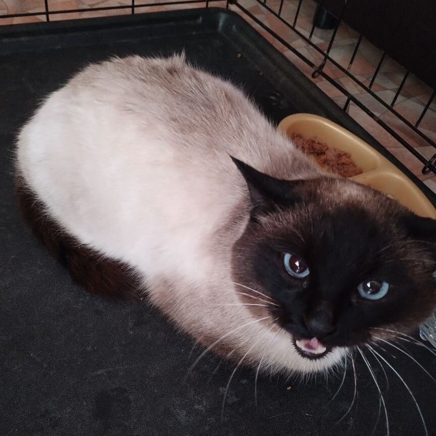 Сиамский, взрослый кот