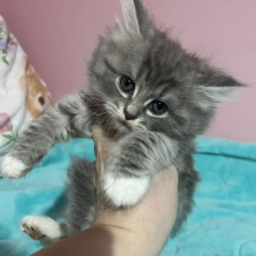 Сибирский котёнок