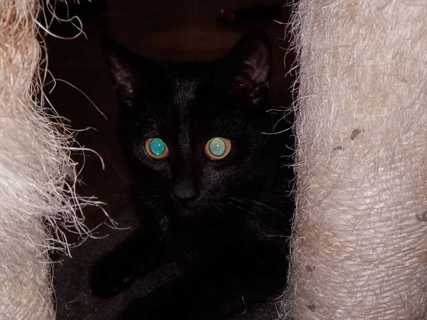 Котята в добрые руки бесплатно