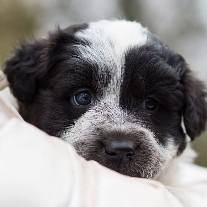 Щенок в добрые руки