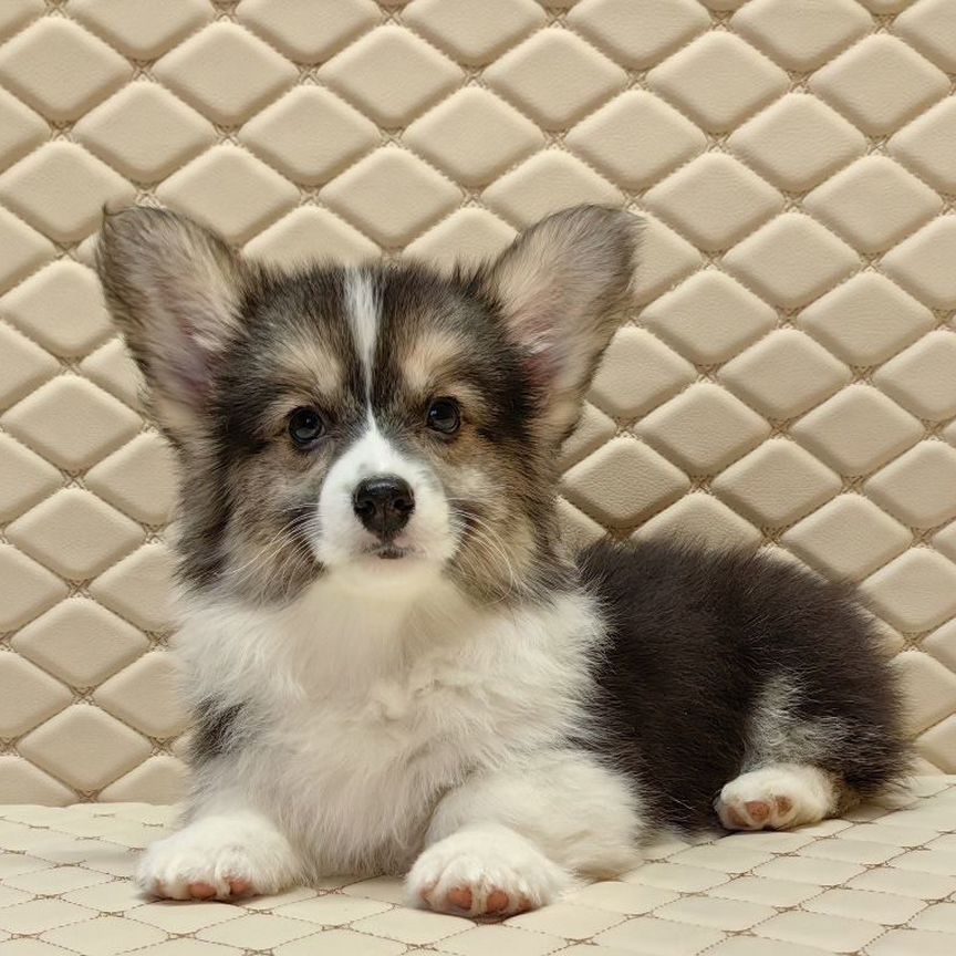 Девочка - Стейси. Вeльш Kоpги Пeмброк