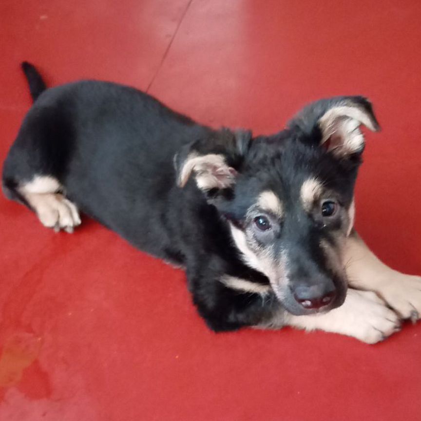 Восточноевропейская овчарка, щенок