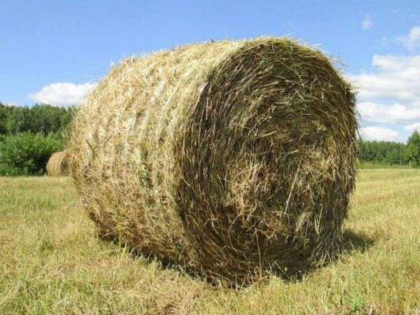 Сено суданской травы рулоны