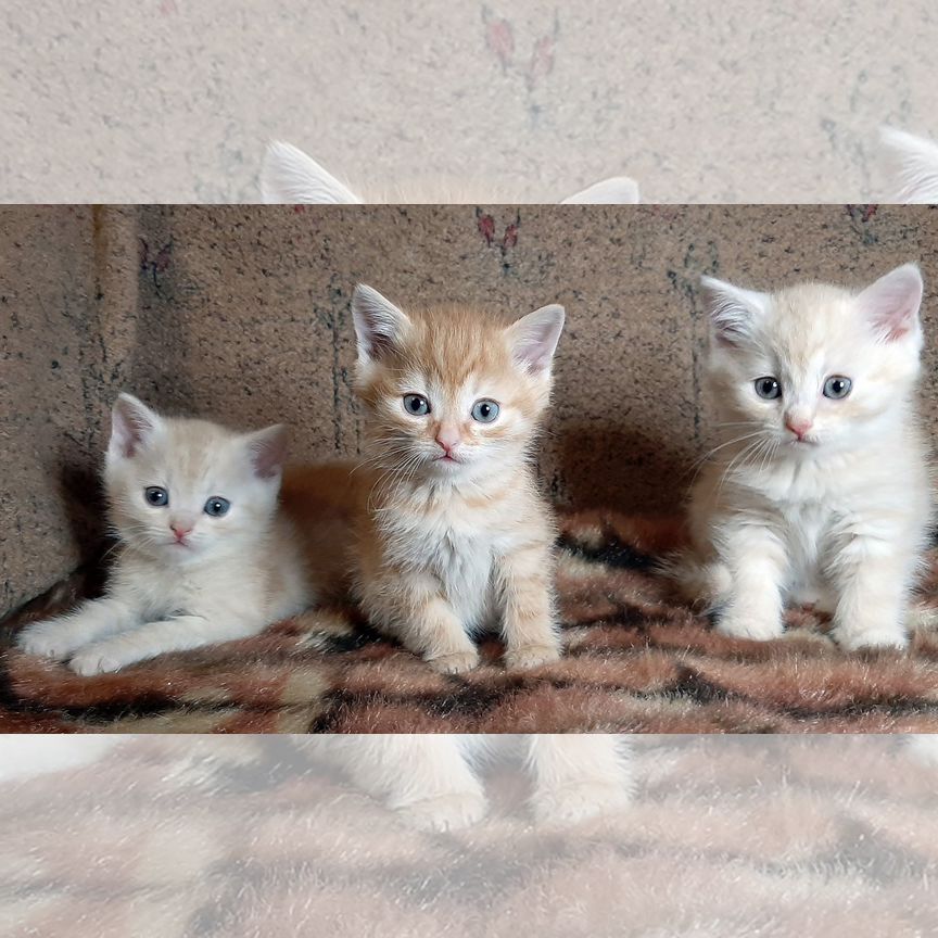 Британские котята красные и кремовые (1,5 месяца)