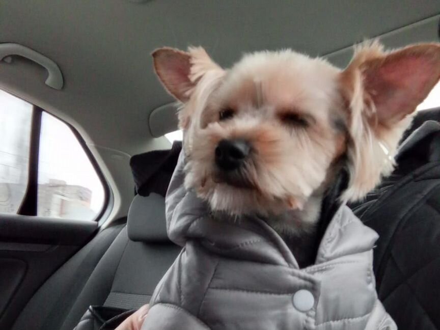 Отдам собаку в добрые руки