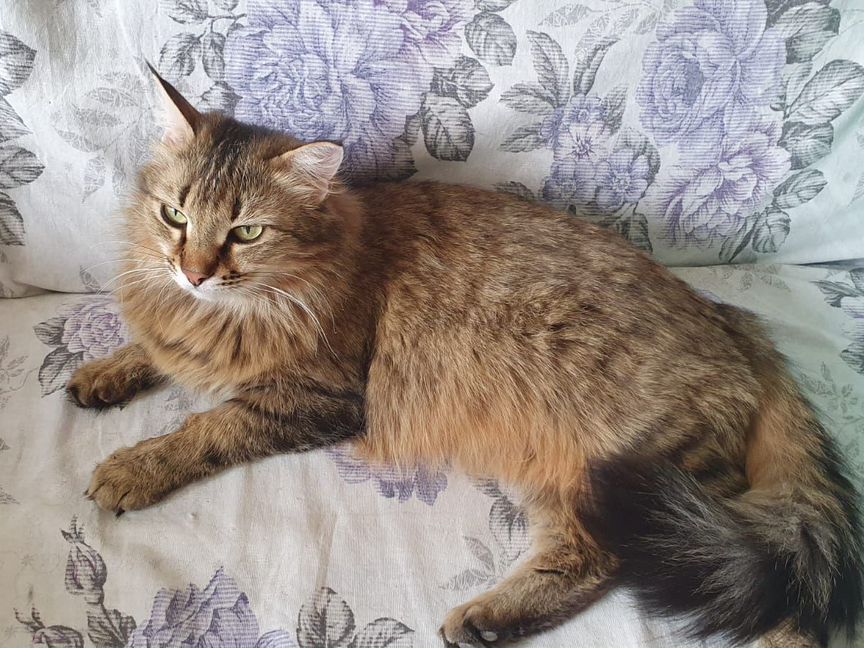 Кошка