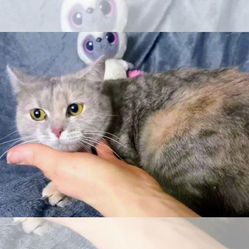 Взрослая, кошка в добрые руки
