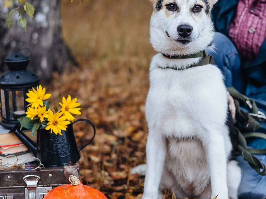 Собачий ребёнок ищет семью