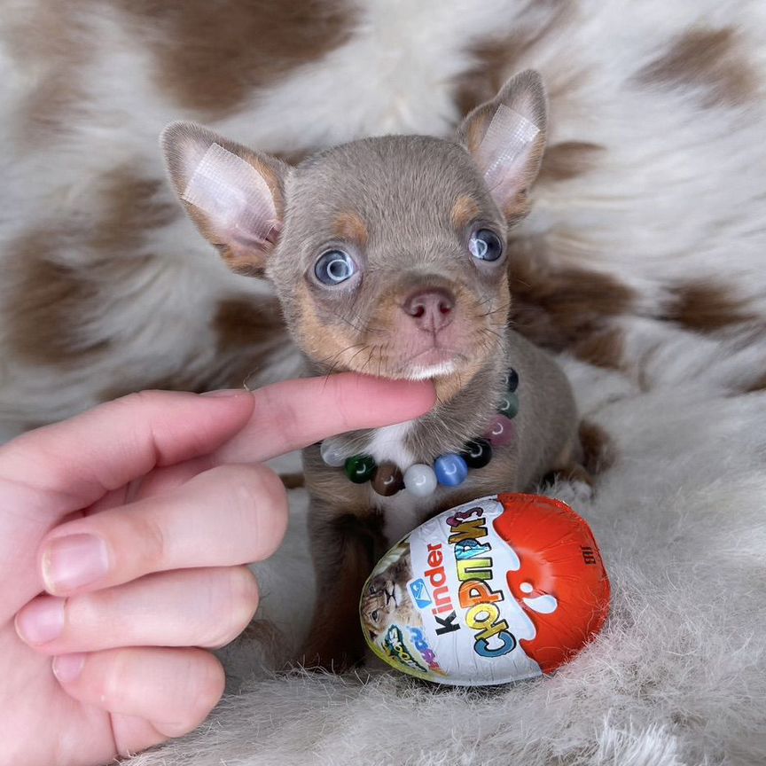 Чихуахуа, щенок