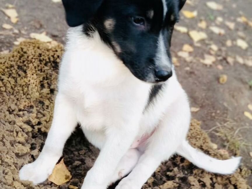 Бим ищет хозяина