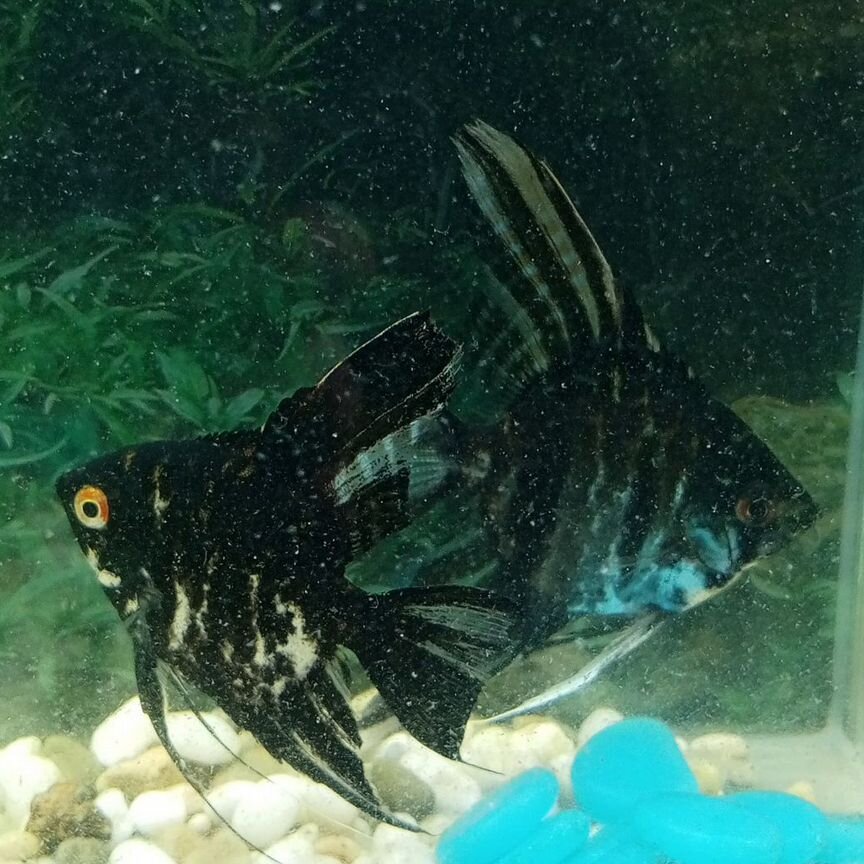 Продам скалярии