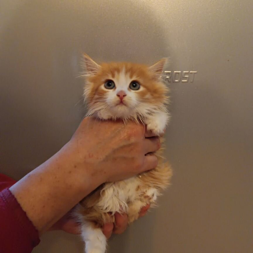 Котёнок ищет добрые руки