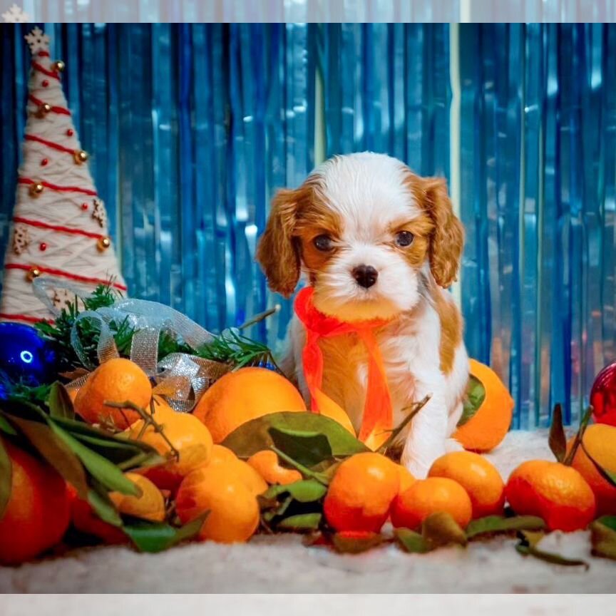 Щенки кавалер кинг чарльз спаниель РКФ