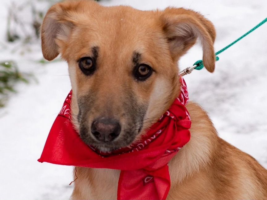 Красотка Молли