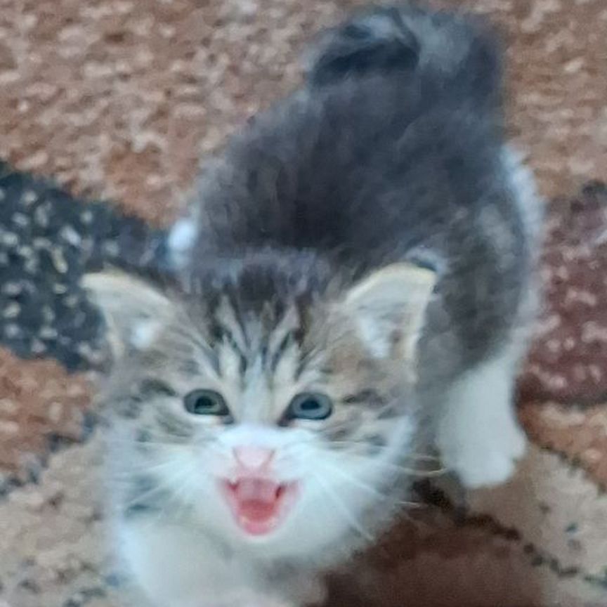 Котёнок в добрые руки