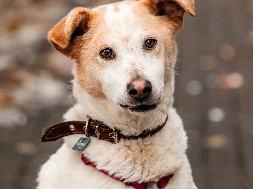 Трогательный песик ищет дом