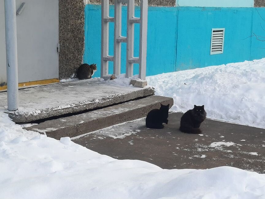 Кошечки погибают в мороз